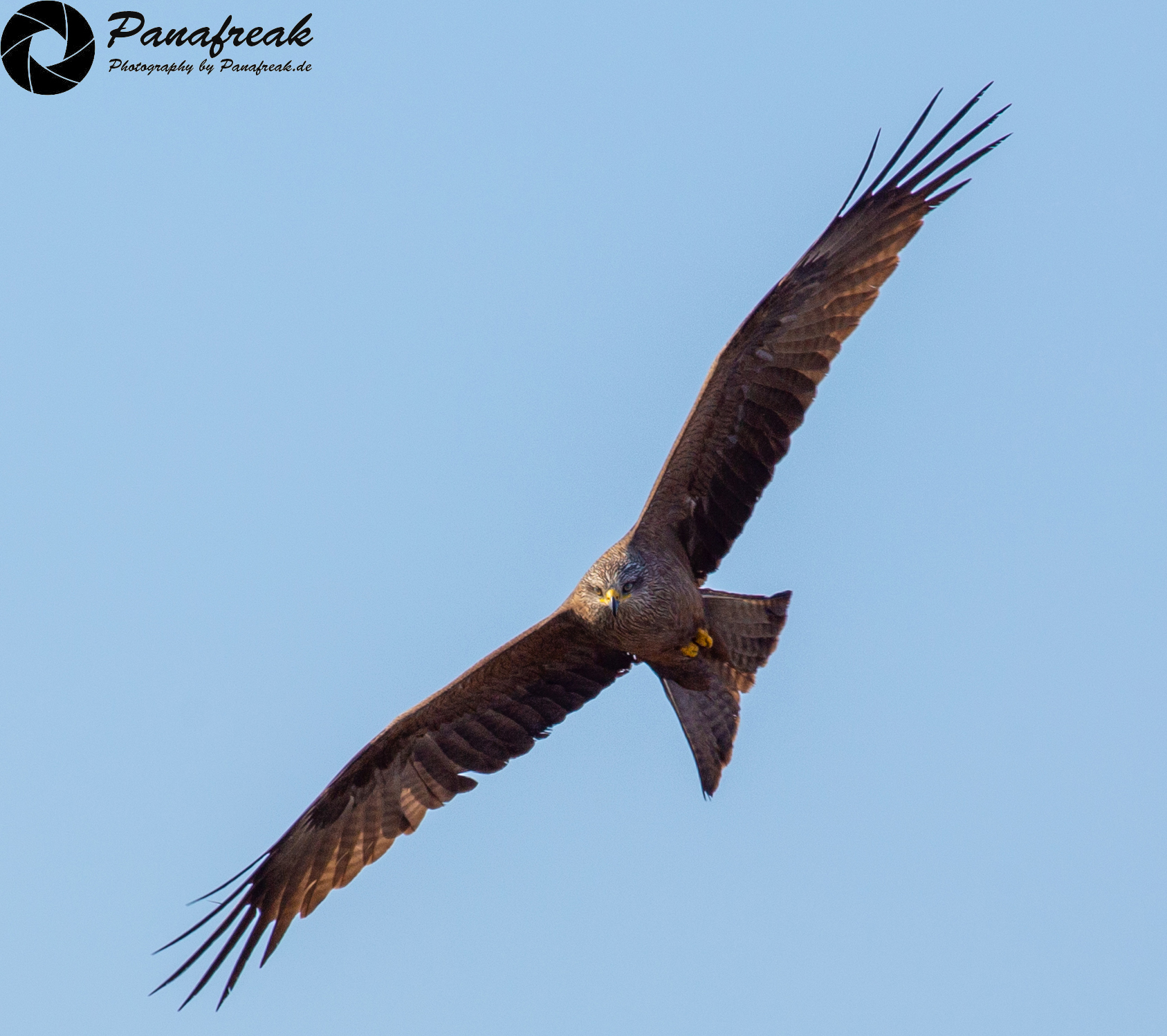 Roter Milan – Photography by Panafreak